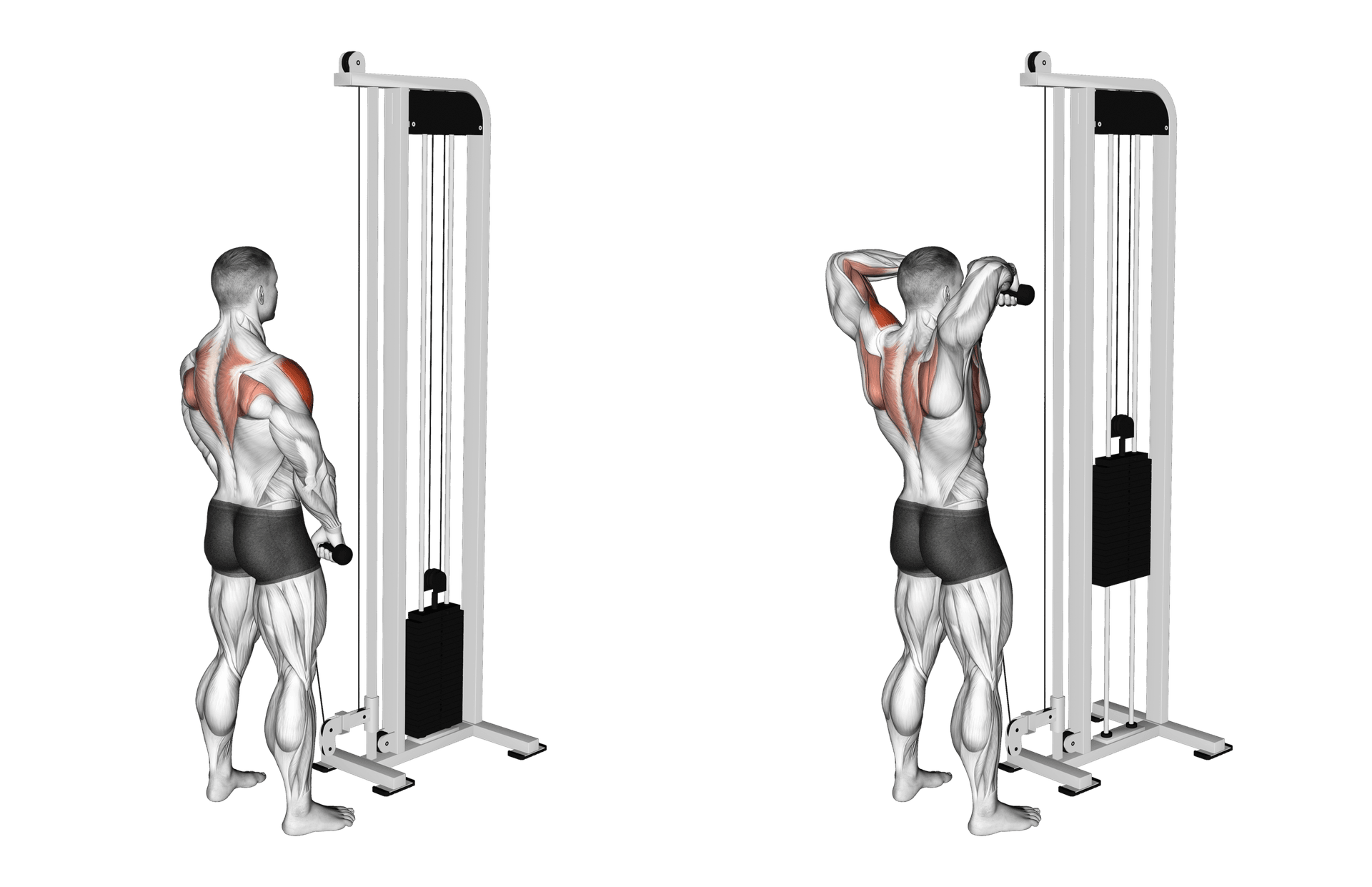 Cable High Pull: Guide, Muscles Worked, Tips | Athlemove