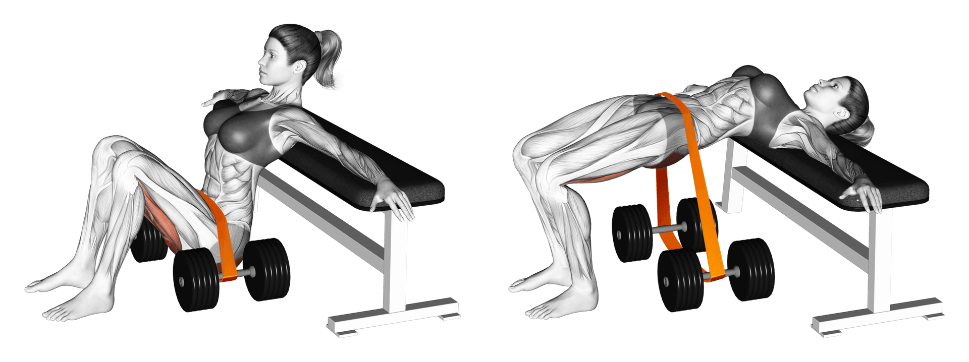 Band Hip Thrust: Guide, Muscles Worked, Tips | Athlemove