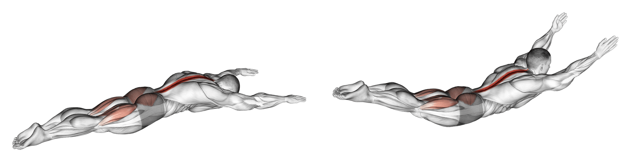 Superman: Guide, Muscles Worked, Tips | Athlemove