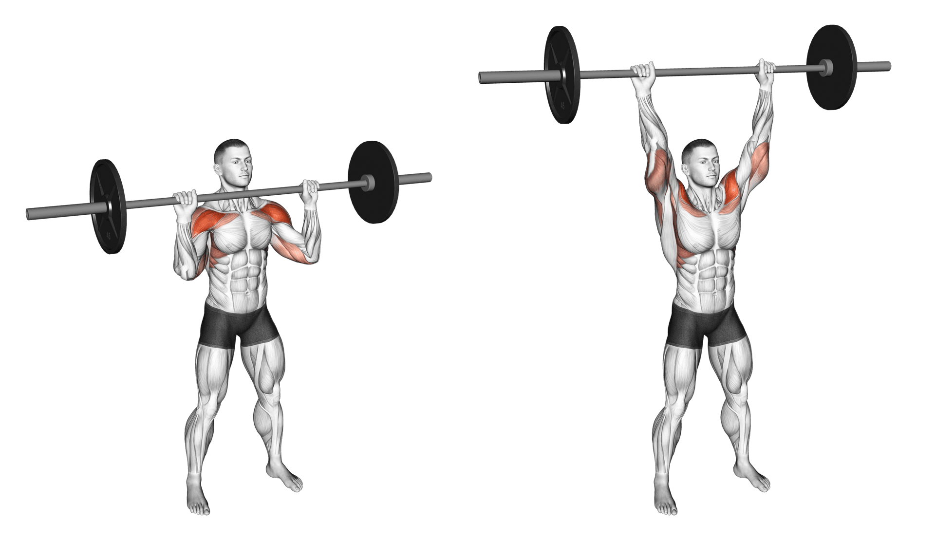 Barbell Overhead Press: Guide, Muscles Worked, Tips | Athlemove