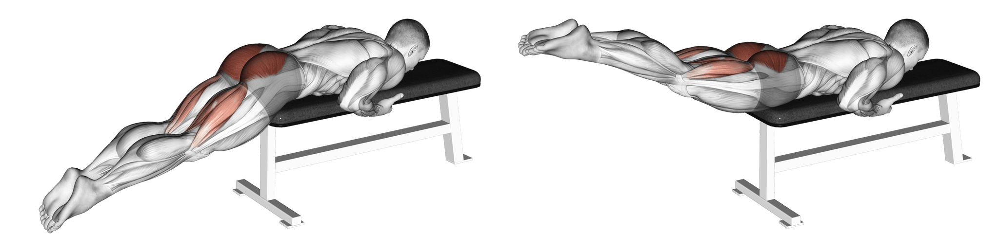 Reverse Hyperextension: Guide, Muscles Worked, Tips | Athlemove