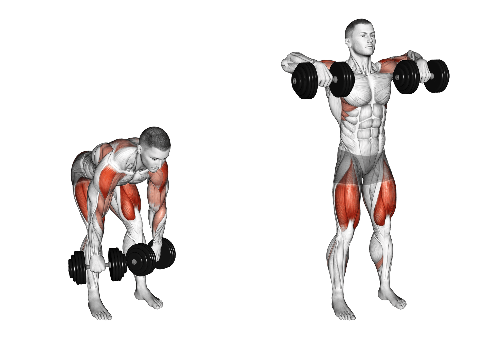 Dumbbell High Pull: Guide, Muscles Worked, Tips | Athlemove