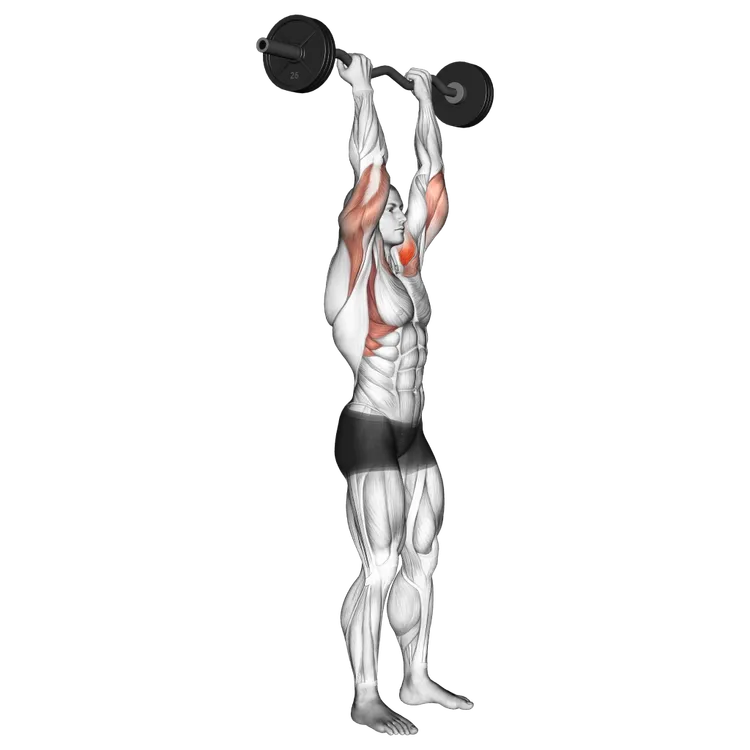 Barbell Standing Military Press: Guide, Muscles Worked, Tips | Athlemove
