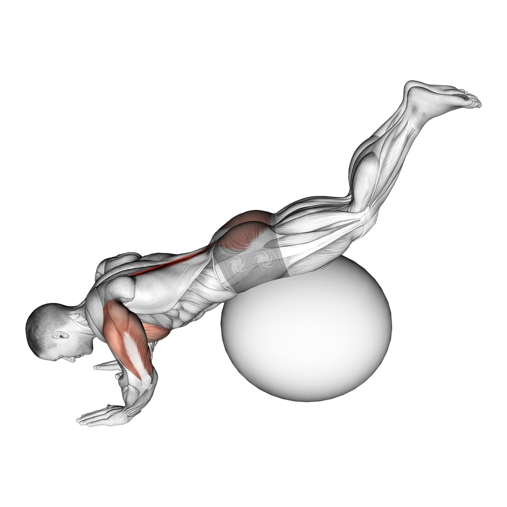 Exercise Ball Back Extension (With Rotation): Guide, Muscles Worked ...