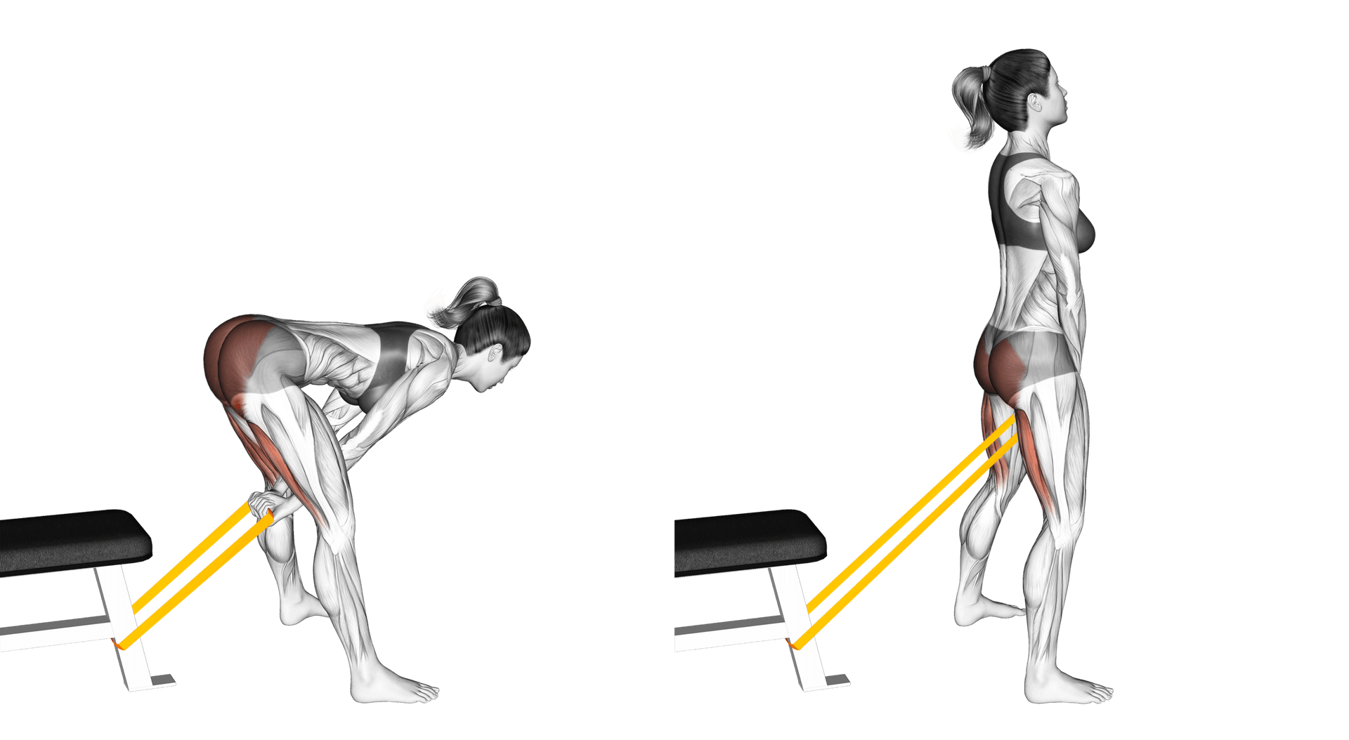 Band Pull Through: Guide, Muscles Worked, Tips | Athlemove