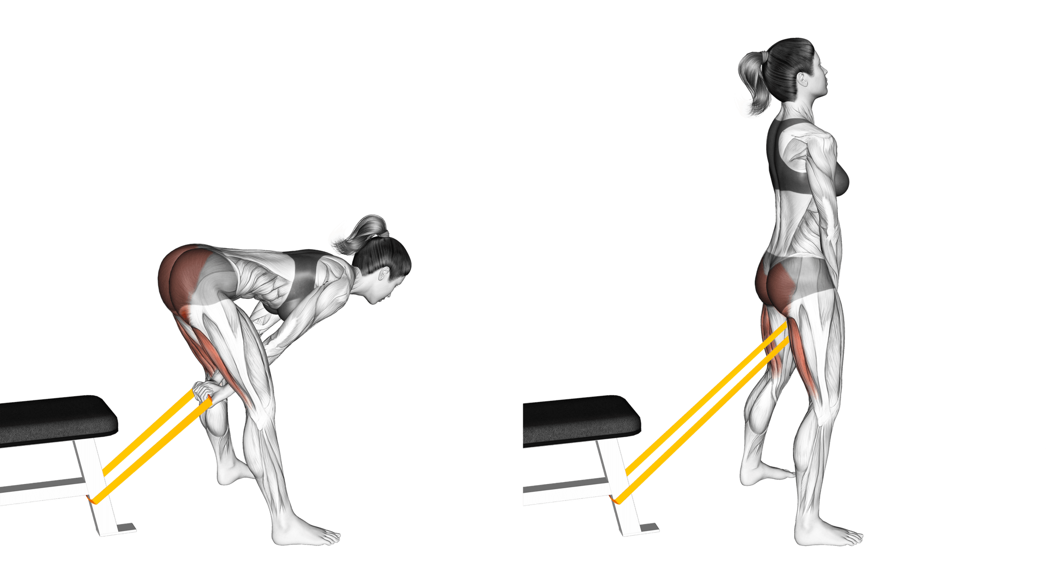 Band Pull Through: Guide, Muscles Worked, Tips | Athlemove